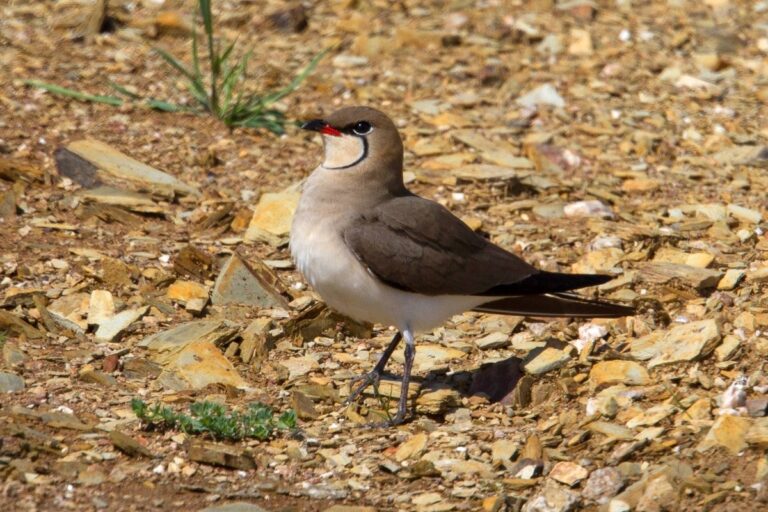 Birdwatching and Wildlife Holidays in the Ria Formosa - Self Guided ...